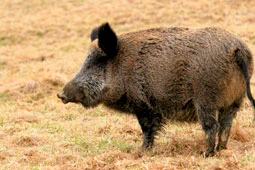 Hog